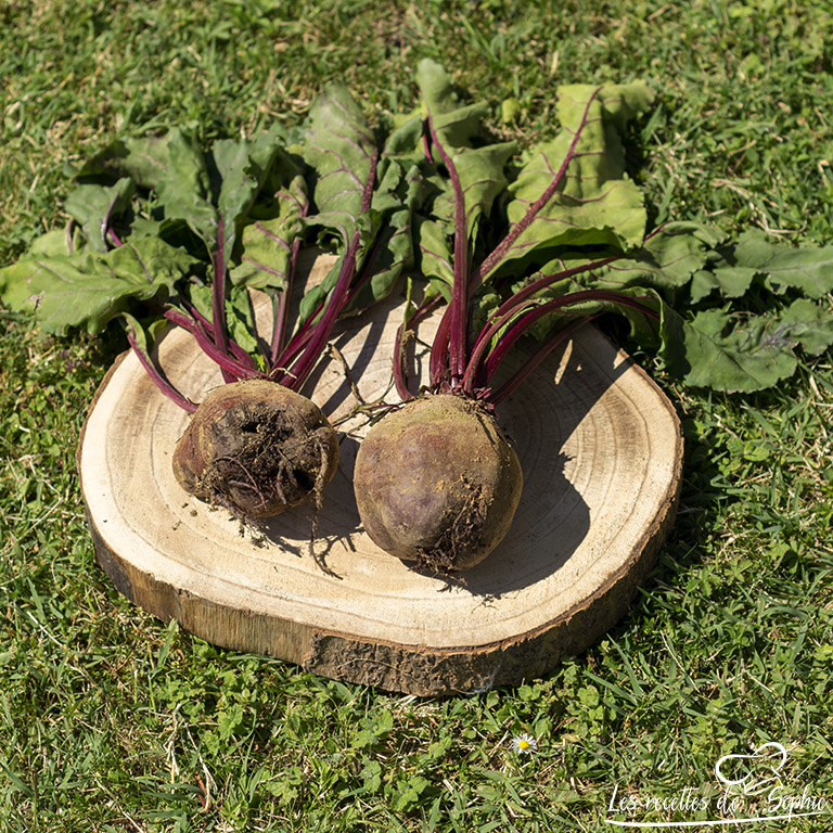 Conserves de Betterave Maison - Les Recettes de Sophie